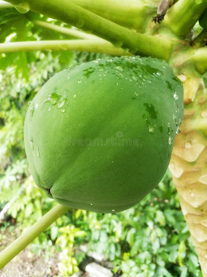 Papaya on Tree stock photo. Image of tree, dish, shrub - 257840448