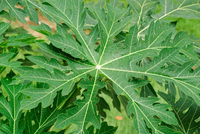 Papaya tree stock image. Image of outdoors, healthy, fruit - 34521341