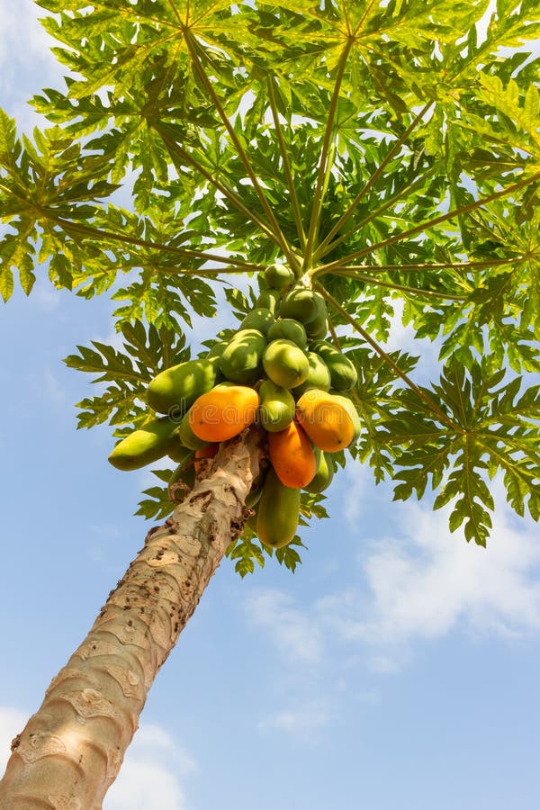 Papaya Tree. stock photo. Image of summer, plant, natural - 57866204