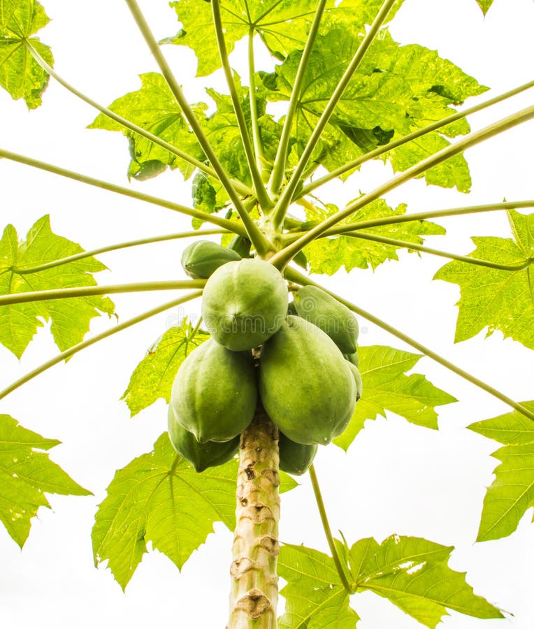 190 Papayas Trunk Papaya Tree Stock Photos - Free & Royalty-Free Stock ...