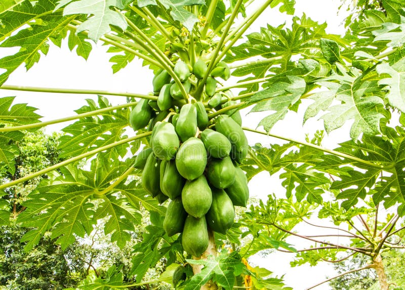 232 Papayas Trunk Papaya Tree Stock Photos - Free & Royalty-Free Stock ...
