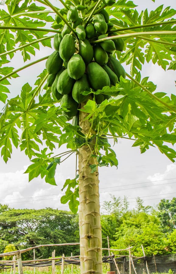 190 Papayas Trunk Papaya Tree Stock Photos - Free & Royalty-Free Stock ...