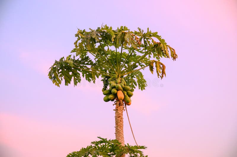 Papaya Tree with Produce Ripe and Unripe Stock Image - Image of grove ...