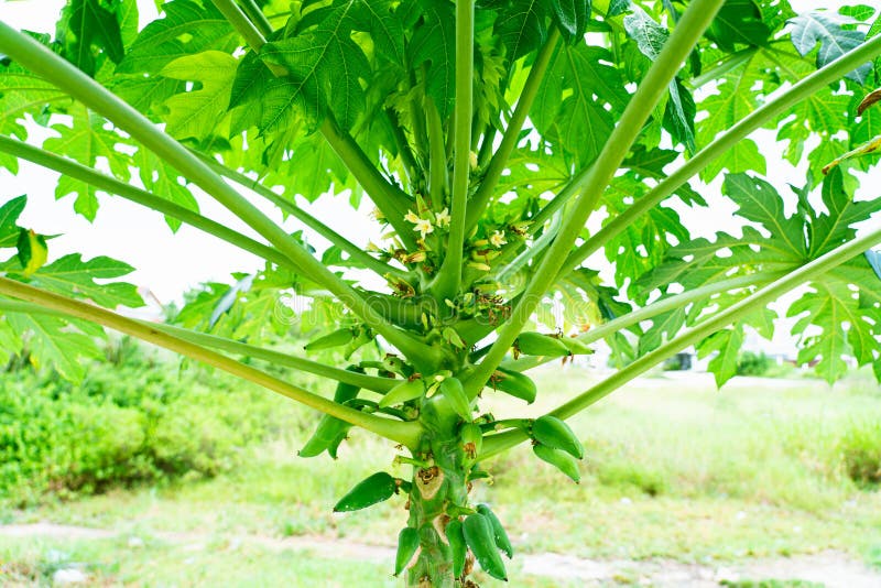 The Papaya Tree is Producing Lots of Fruit and Green Shoots Stock Image ...