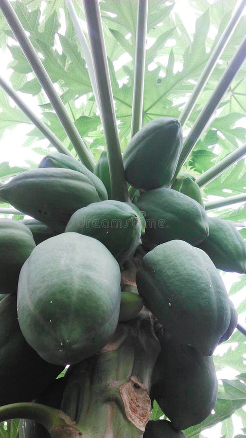 Papaya tree stock image. Image of native, tree, fruits - 44206933