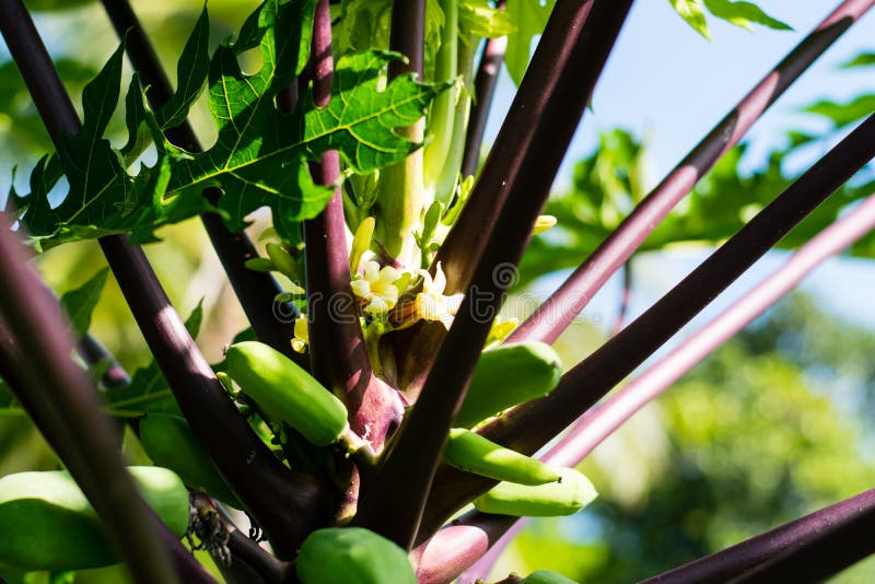Papaya Tree, Purple Leaf Stem Stock Image - Image of nature, color ...