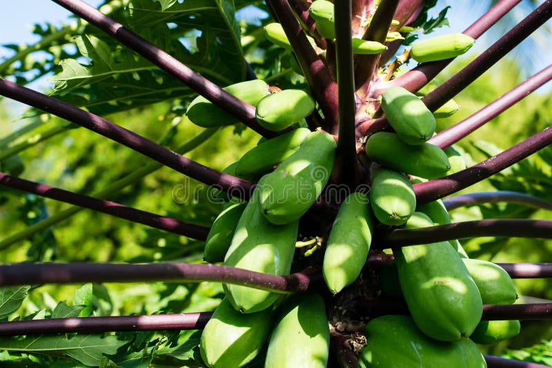 Papaya Tree, Purple Leaf Stem Stock Image - Image of nature, color ...