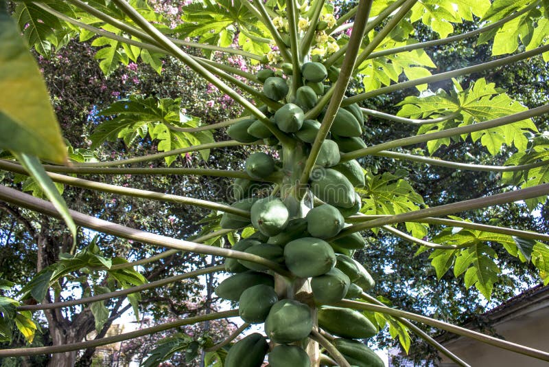 Papaya tree stock photo. Image of nature, farming, diet - 86243298