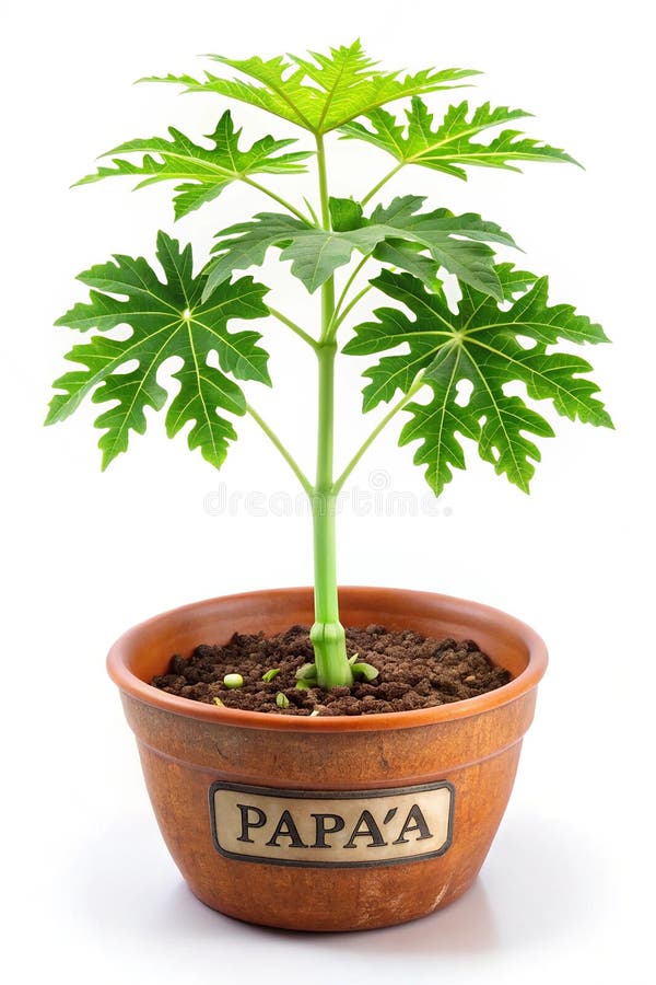 Papaya Tree Sapling stock illustration. Illustration of fruit - 374594411