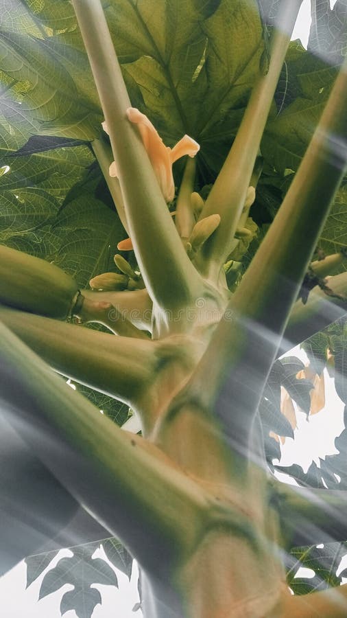 The Papaya Tree Seen from the Trunk Stock Image - Image of green ...