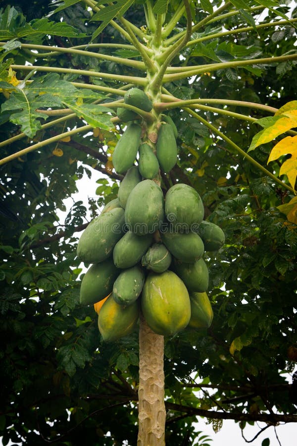 Papaya tree stock image. Image of sweet, taste, healthy - 35875635