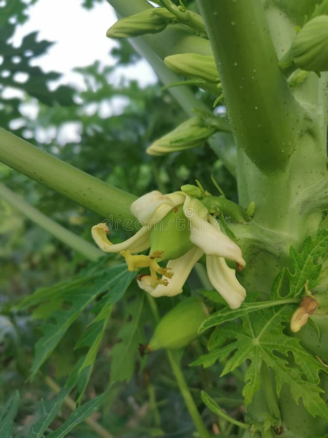 Papaya Tree Stem with Flower Bearing Fruits. Stock Image - Image of ...