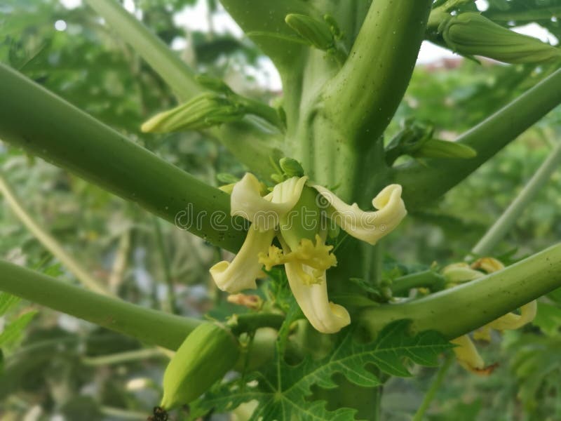Papaya Tree Stem with Flower Bearing Fruits. Stock Image - Image of ...