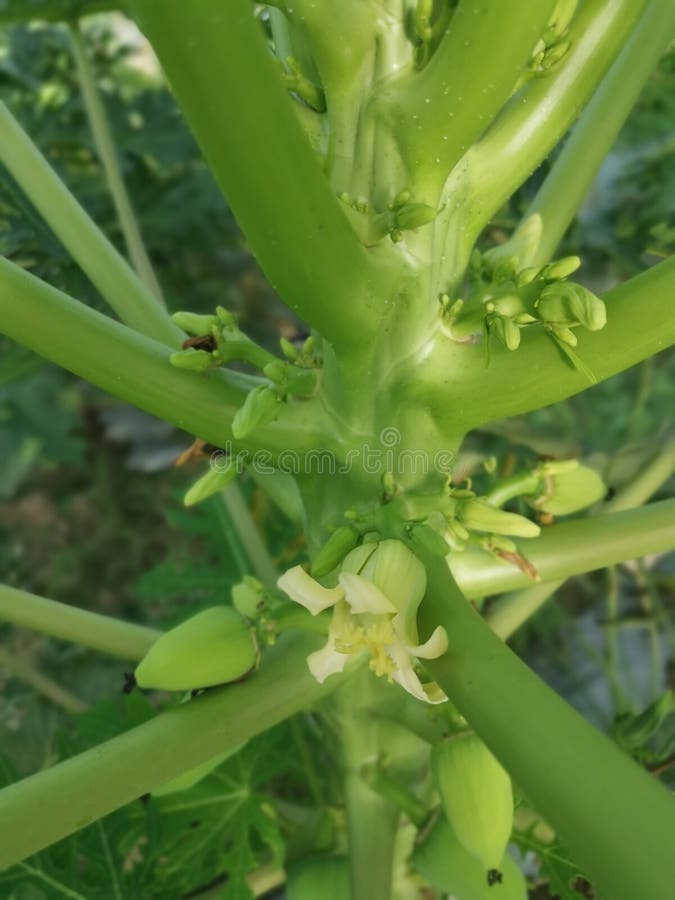Papaya Tree Stem with Flower Bearing Fruits. Stock Image - Image of ...
