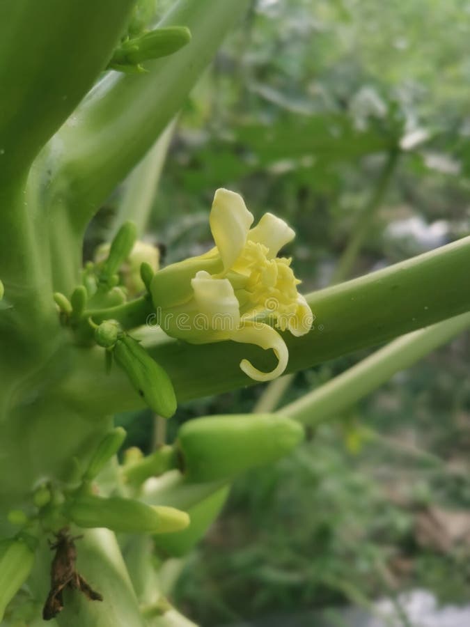 Papaya Tree Stem with Flower Bearing Fruits. Stock Photo - Image of ...