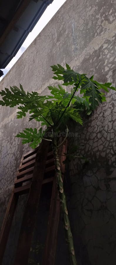 A Papaya Tree that is Still Young, Which Grows on the Sidelines of the ...