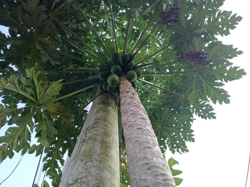 The Papaya Tree is Tall and Full of Fruit Stock Photo - Image of spruce ...