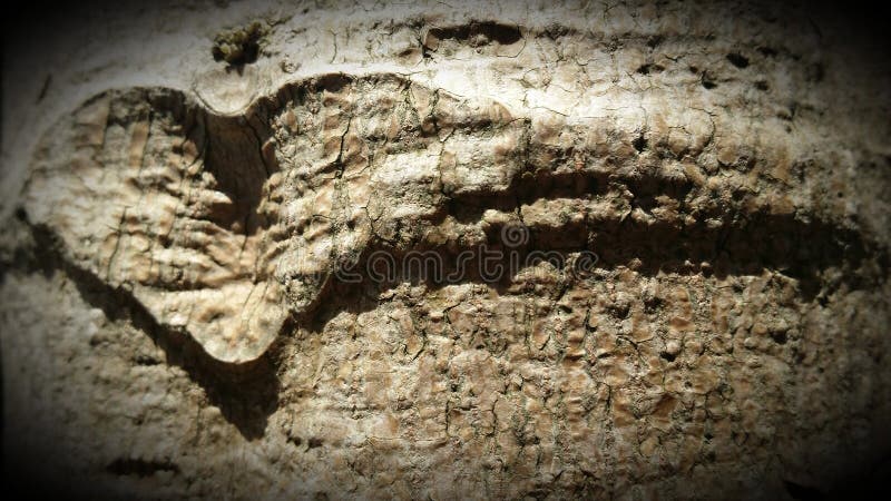 Papaya tree texture stock image. Image of close, brown - 42900863