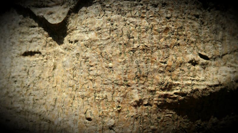 Papaya tree texture stock image. Image of close, brown - 42900895