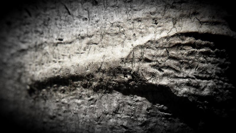 Papaya tree texture stock photo. Image of side, papaya - 42900936