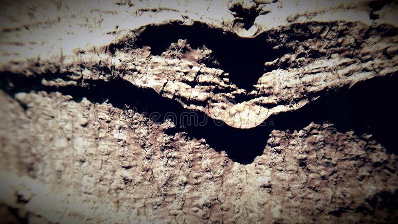 Papaya tree texture stock image. Image of trunk, sunny - 42900971