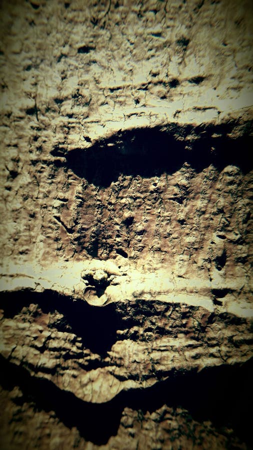 Papaya tree texture stock photo. Image of fruit, sunlight - 42900980