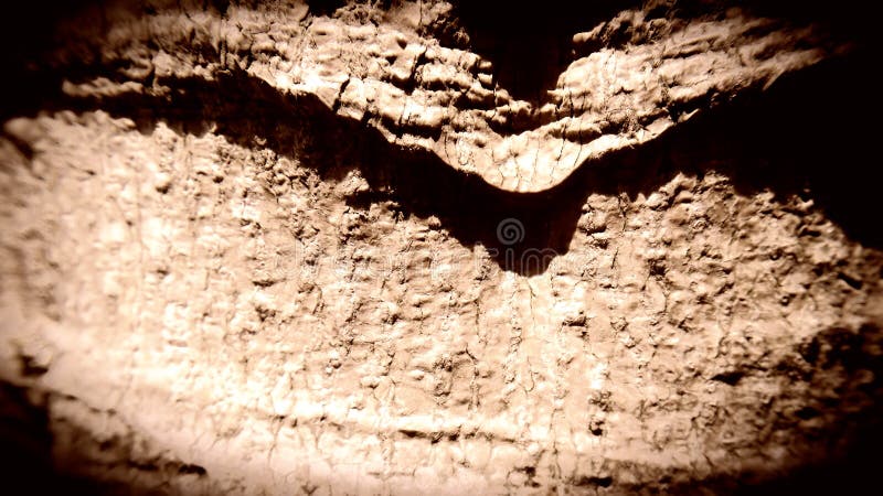 Papaya tree texture stock image. Image of brown, trunk - 42901007