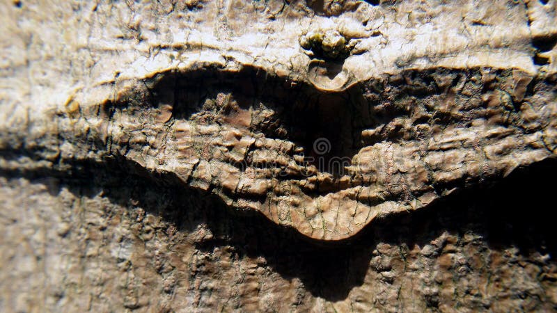 Papaya tree texture stock image. Image of text, papaya - 42902057