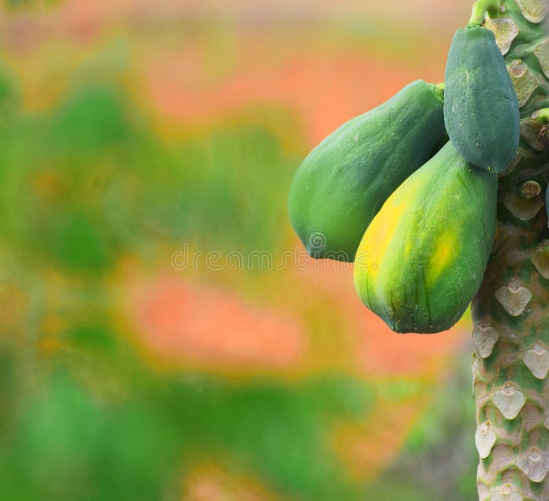 Papayaas Stock Photos - Free & Royalty-Free Stock Photos from Dreamstime