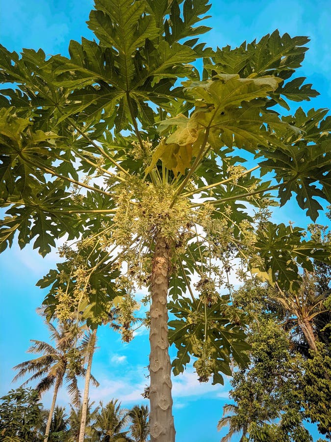 Papaya Tree with Trees and Blue Sky in the Background Stock Photo ...