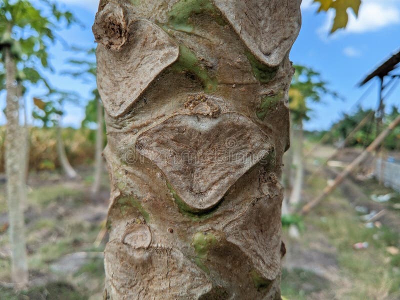 Papaya Tree Trunk and Blue Sky Background Stock Photo - Image of trunk ...
