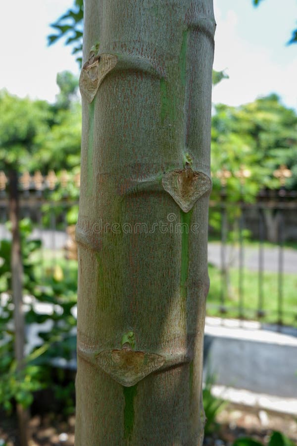 Papaya tree trunk stock photo. Image of environment - 235155784