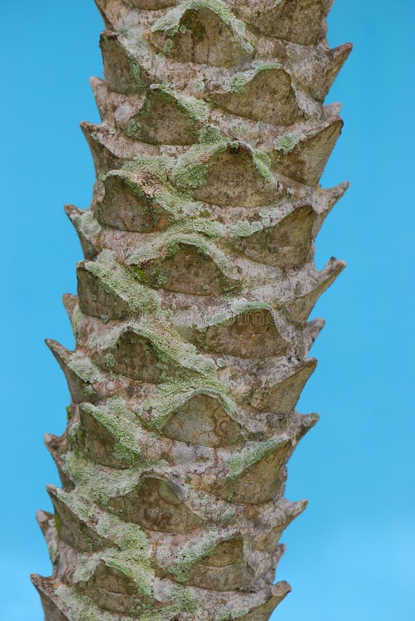 Papaya Tree Trunk stock photo. Image of mineral, tropical - 33185164