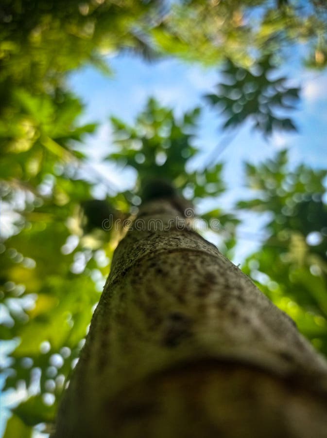 The Papaya Tree Trunk Photographed from Below is Used for the ...