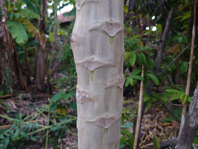 Papaya Tree Trunk or Pohon Pepaya Stock Photo - Image of leaf, soil ...