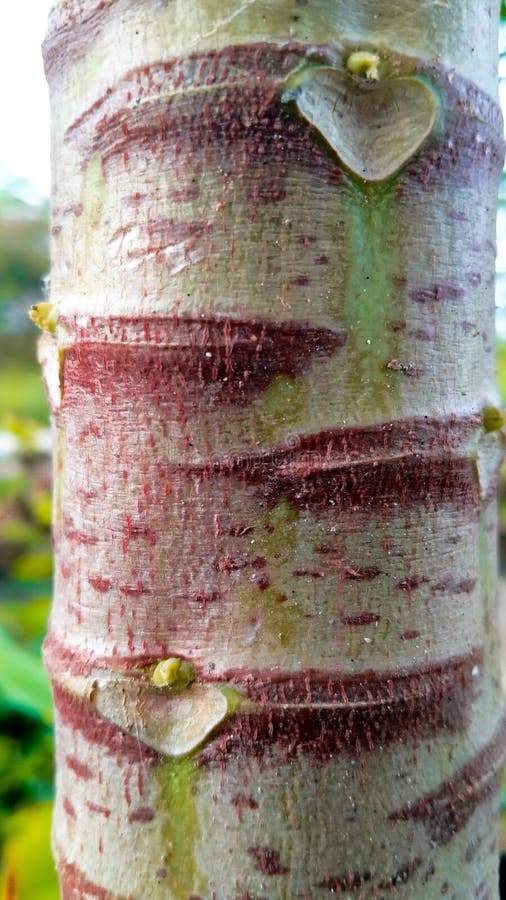 Papaya Tree Trunk Red Pattern Stock Photos - Free & Royalty-Free Stock ...