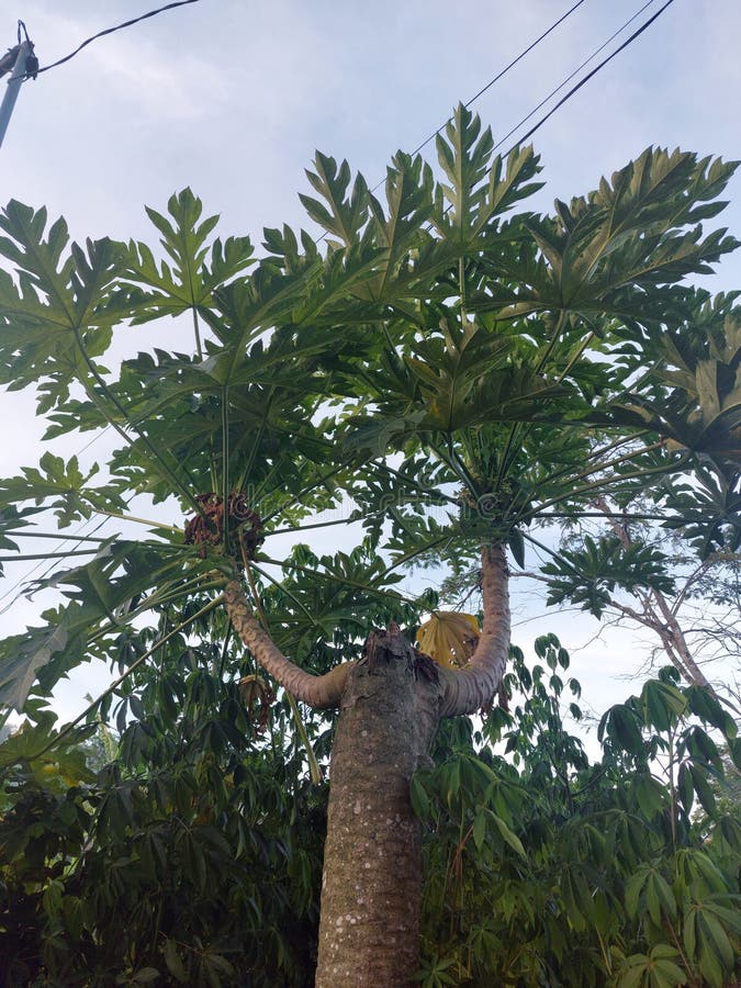 Papaya Tree with Two Branches Stock Image - Image of leaf, asia: 266042447