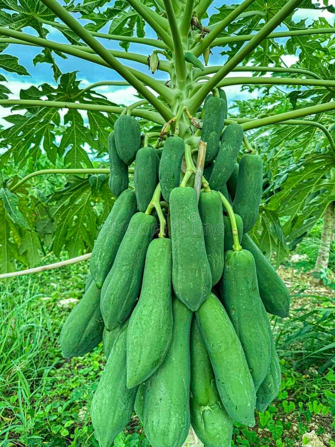 Papaya tree Unripe papaya stock image. Image of plantation - 288269381