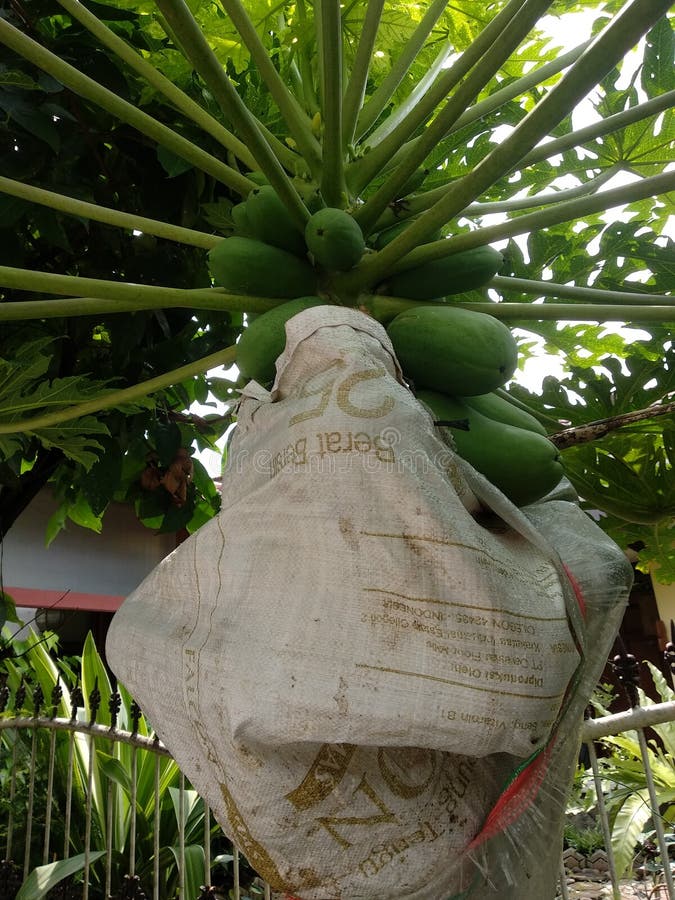 Papaya tree editorial photo. Image of flower, sculpture - 201898856