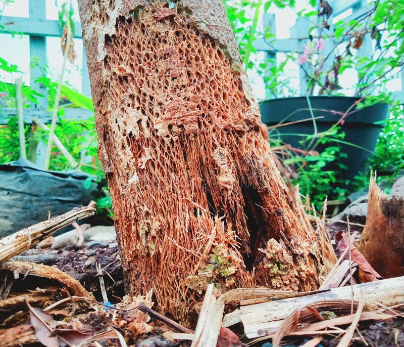 Papaya Tree Whose Trunk is Fragile Stock Image - Image of trunk ...