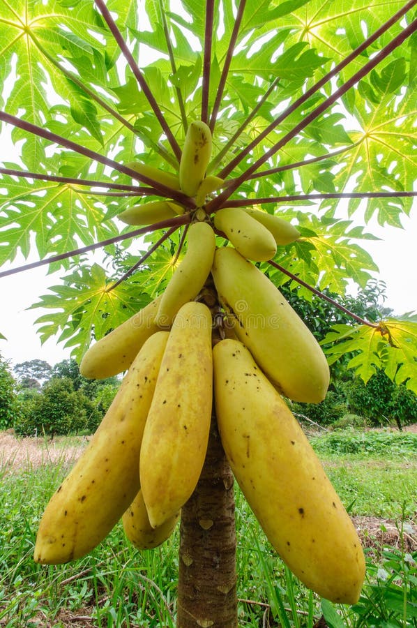 Papaya tree stock photo. Image of tree, nature, outdoors - 30811552