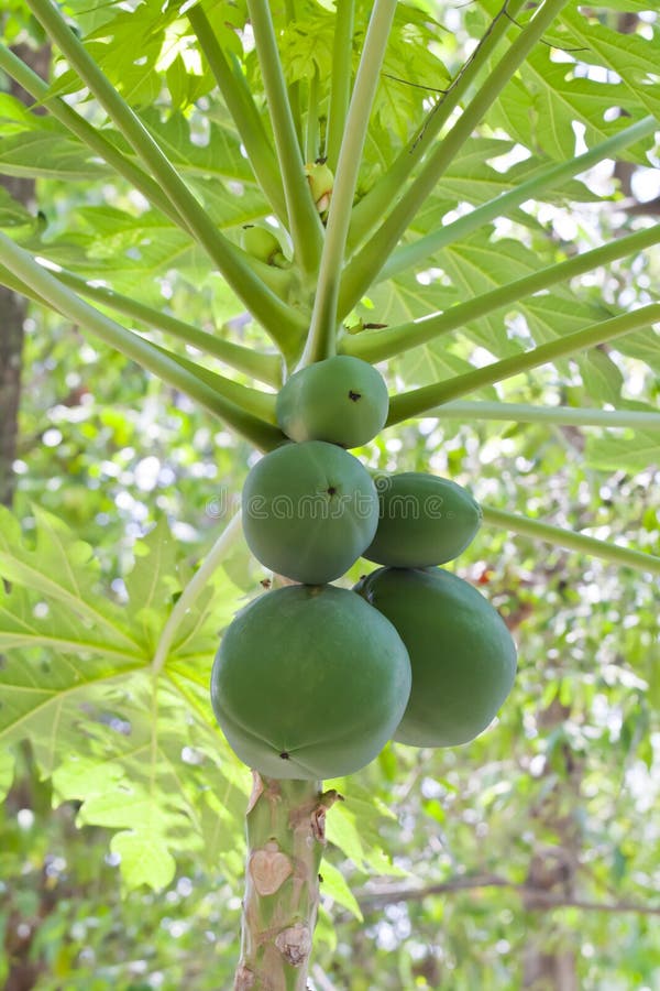 Papaya trees. stock image. Image of island, papaya, trunk - 24793063