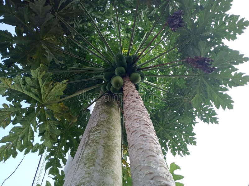 Papaya Trees that Bear Heavy Fruit and are Tall Stock Image - Image of ...