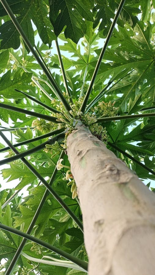 Papaya Trees Flower Very Densely Stock Photo - Image of papaya, densely ...