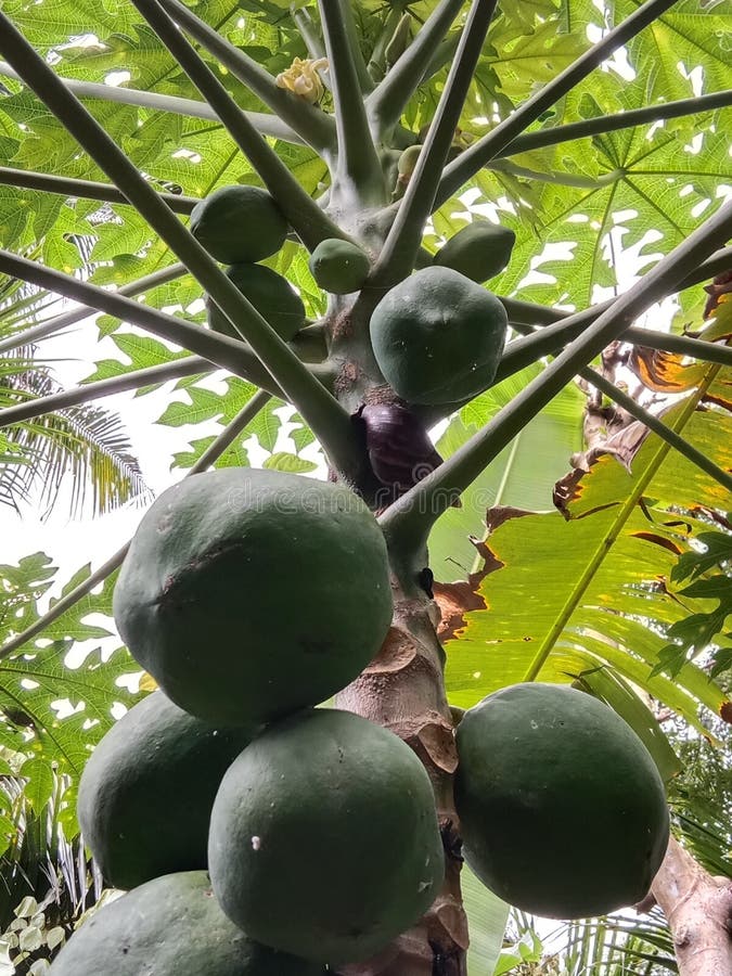 Papaya Trees and Fruit Garden Stock Image - Image of lush, food: 262673677