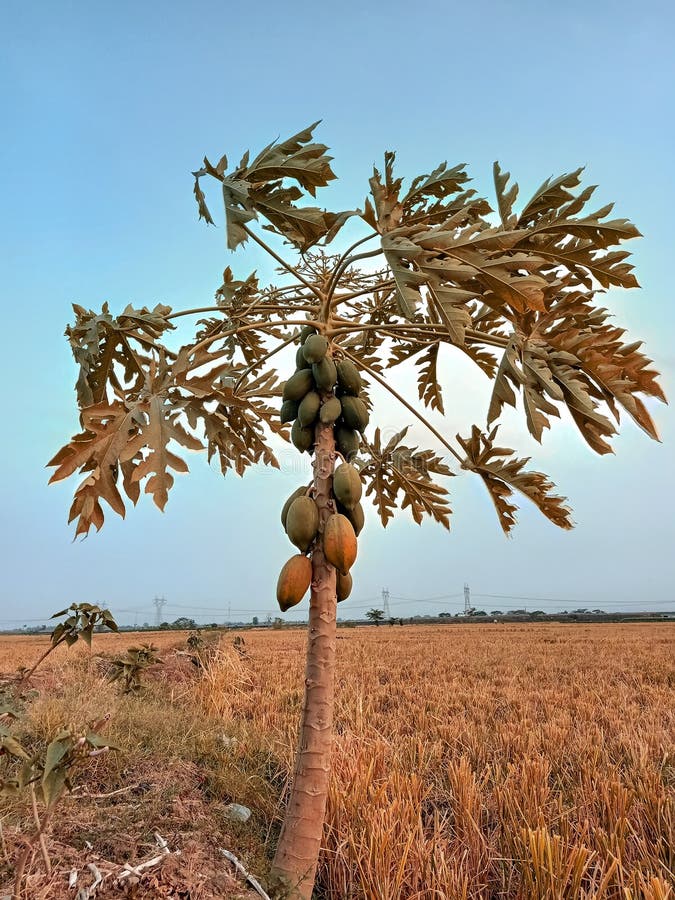 Papaya tree stock photo. Image of trees, rice, grow - 155739510