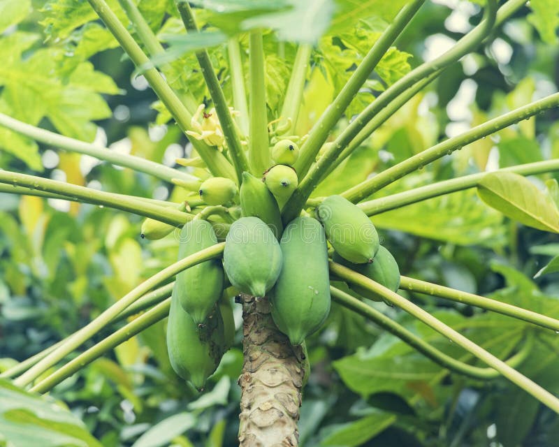 Papaya stock photo. Image of fresh, plantation, nutrition - 73713720