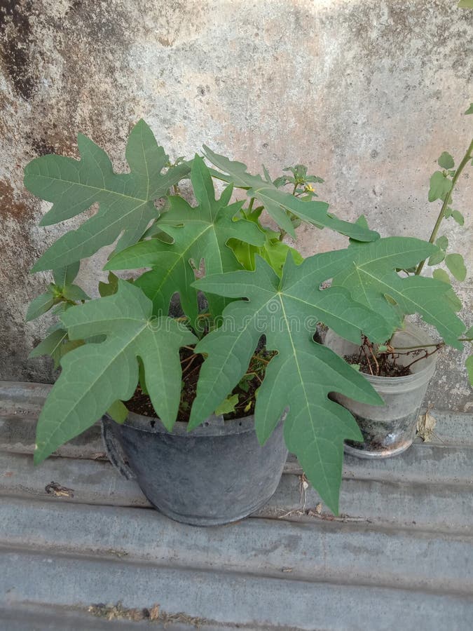 Papaya trees stock image. Image of pefki, papaya, trees - 61000565