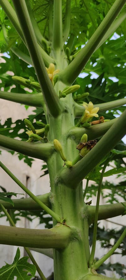Papaya Trunks in the Garden House Stock Image - Image of fieild, garden ...