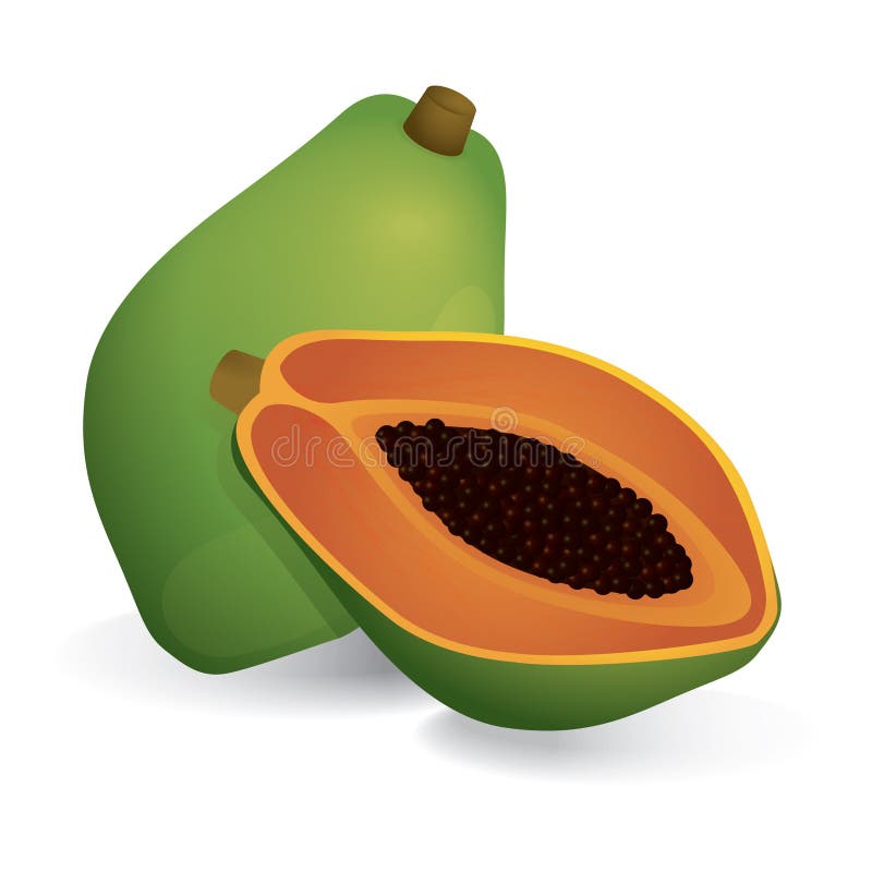 Papaya. Vector Illustration Decorative Design Stock Vector ...
